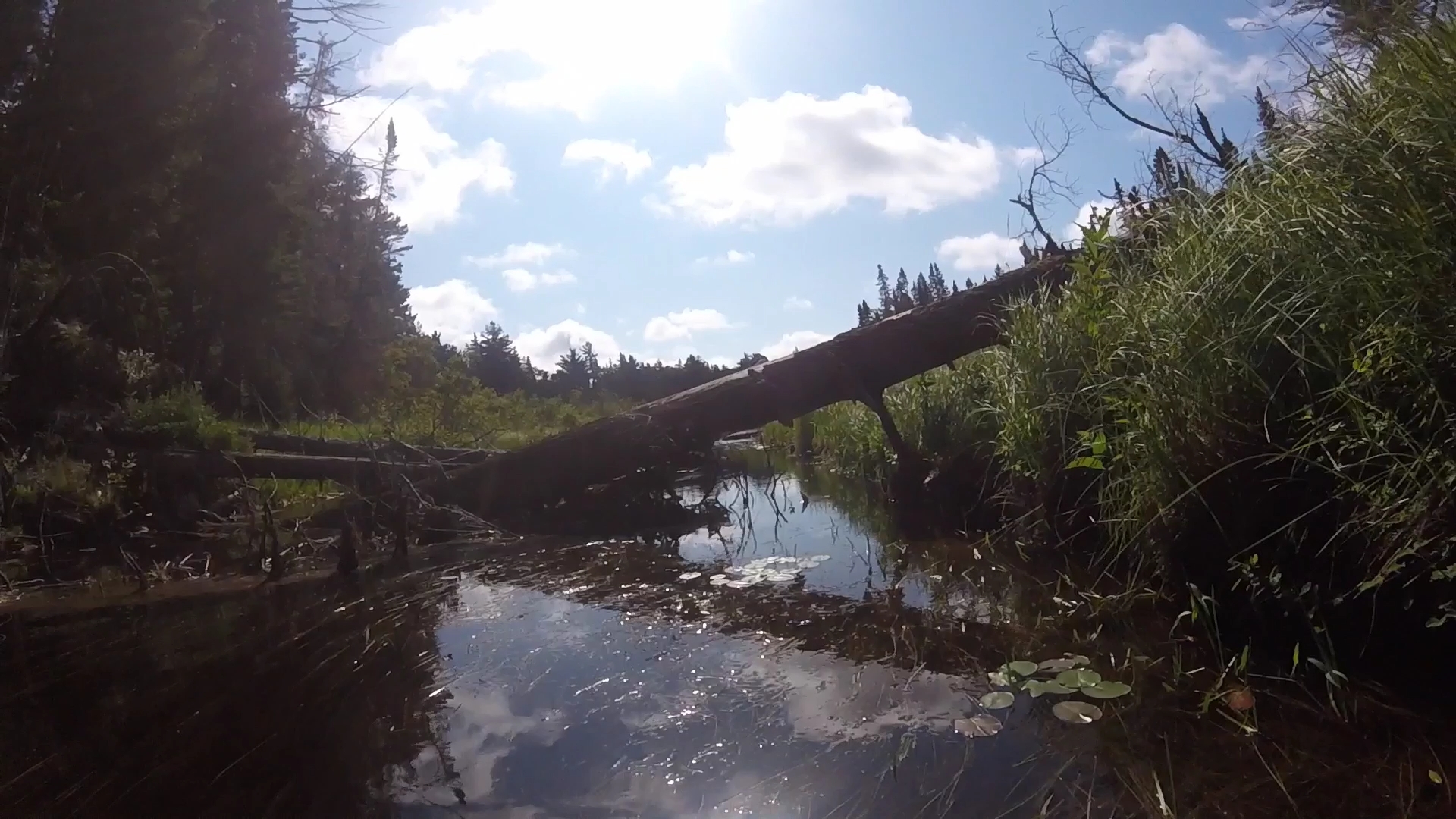 Tim Log – All of Algonquin