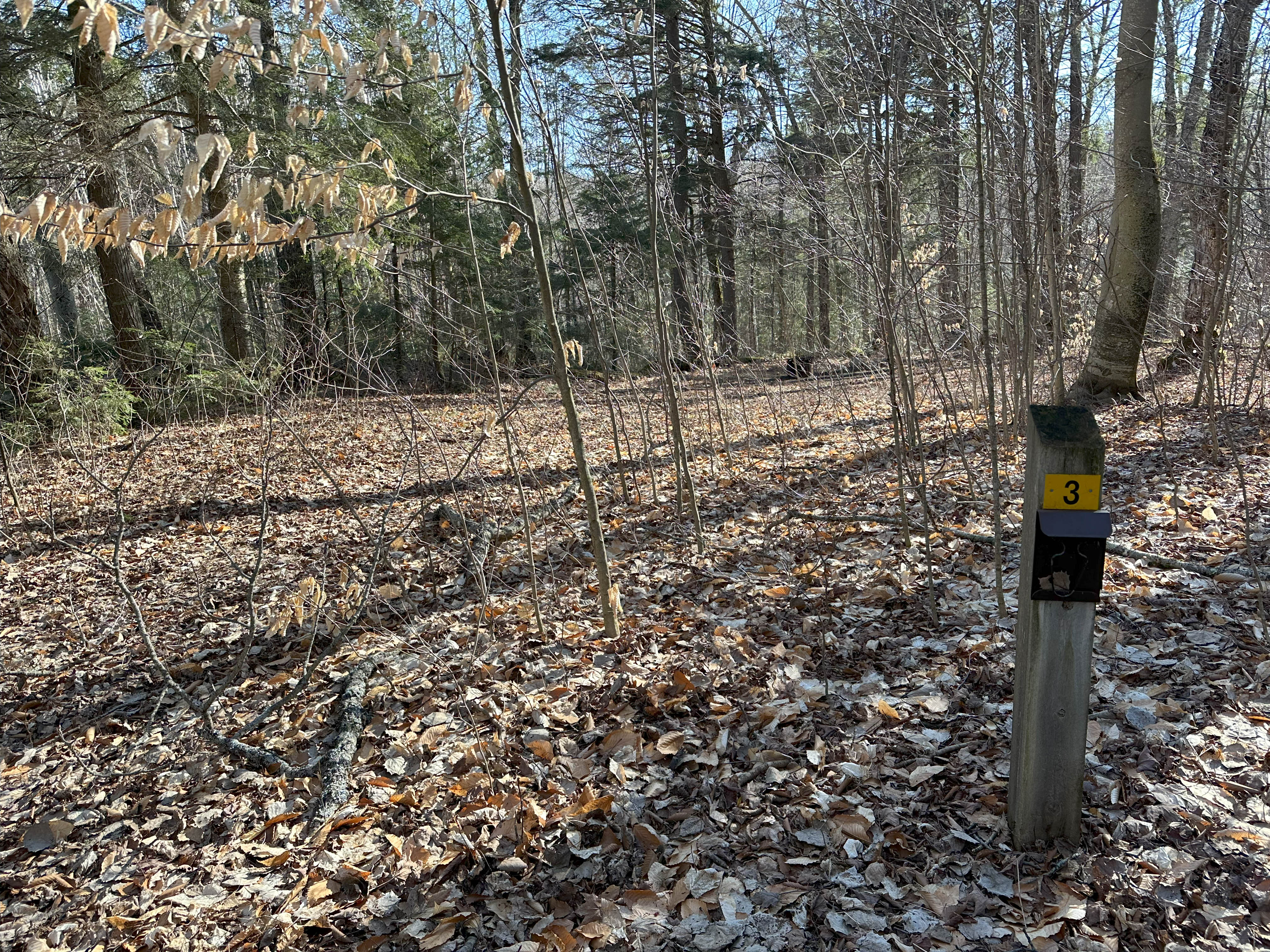 Kingscote Lake – Walk-In Site 3 – From the pathway – All of Algonquin